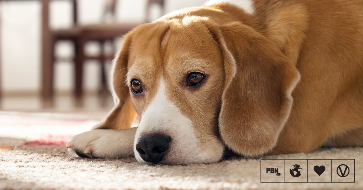 A Mystery Dog Illness Is Raising Concern In The US - Here's What You ...