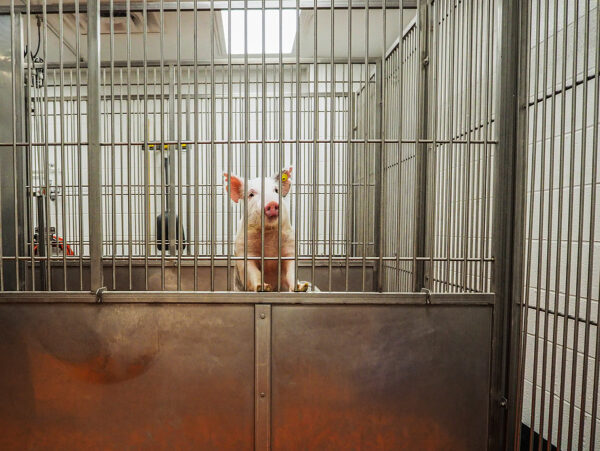 10 Pigs Rescued From Animal Testing Lab