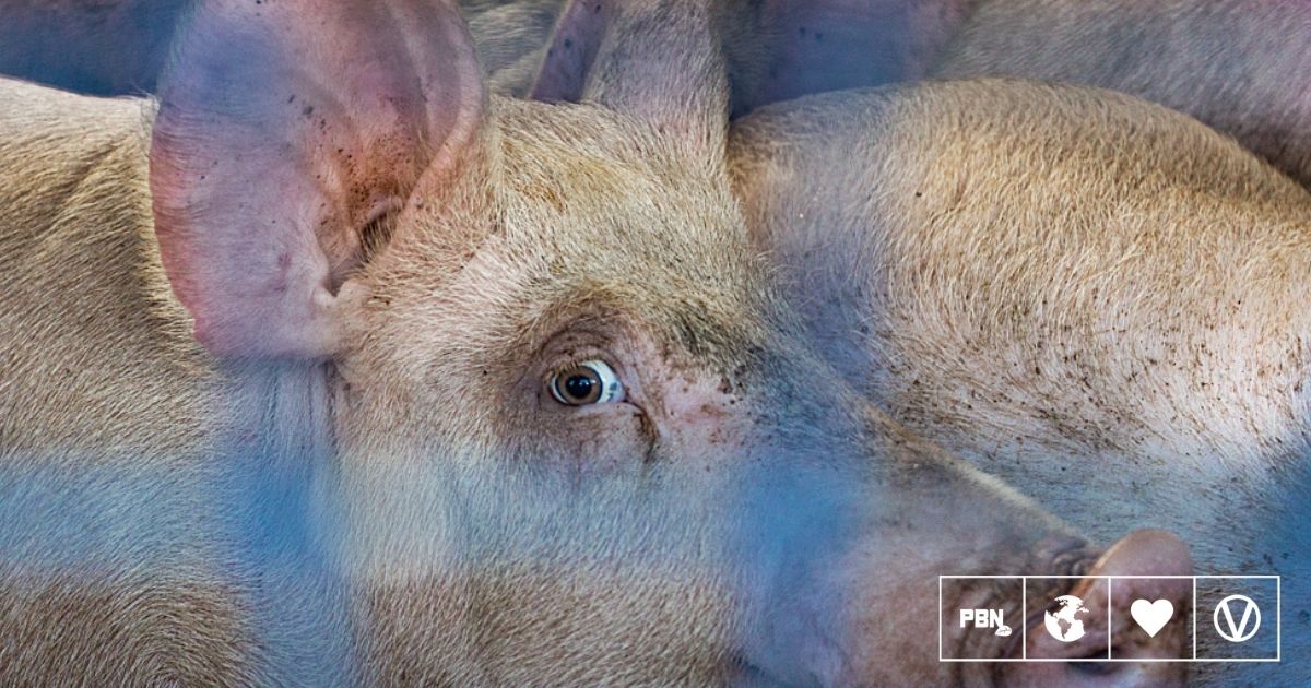 The Number Of Pigs Being Slaughtered In The UK Is Falling