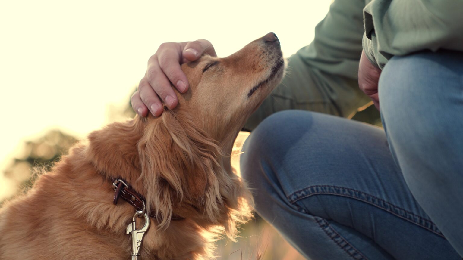 Can Dogs Be Plant-Based? Here's What The Science Says