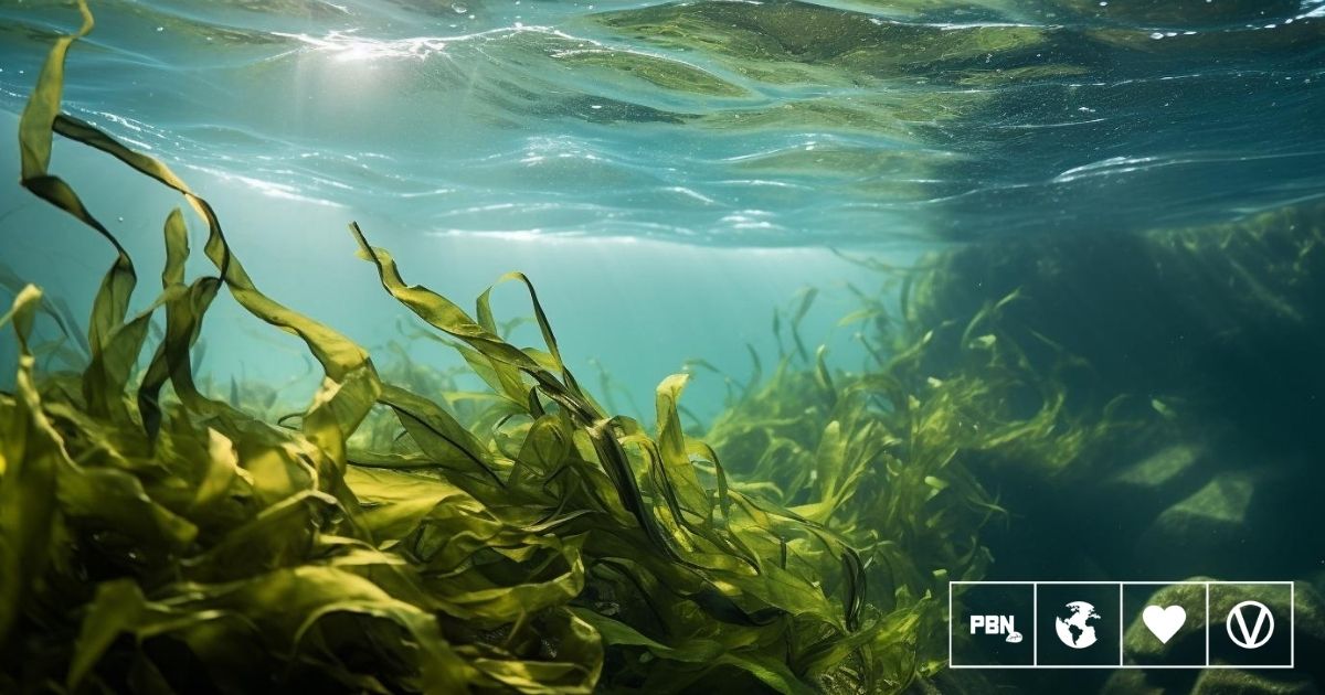 The Wondrous Benefits Of Seaweed
