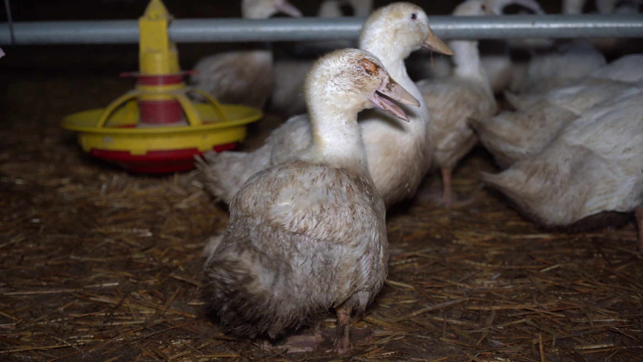 Duck Factory Farming Exposed In New Investigation