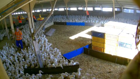 Duck Factory Farming Exposed In New Investigation