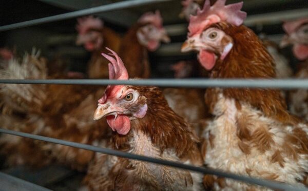 Farmed Hens Killed In Huge Texas Barn Fire