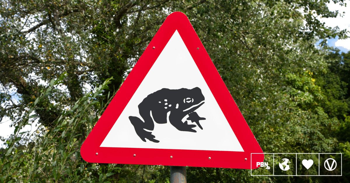 Road Closes For Six Weeks To Allow Toads To Cross