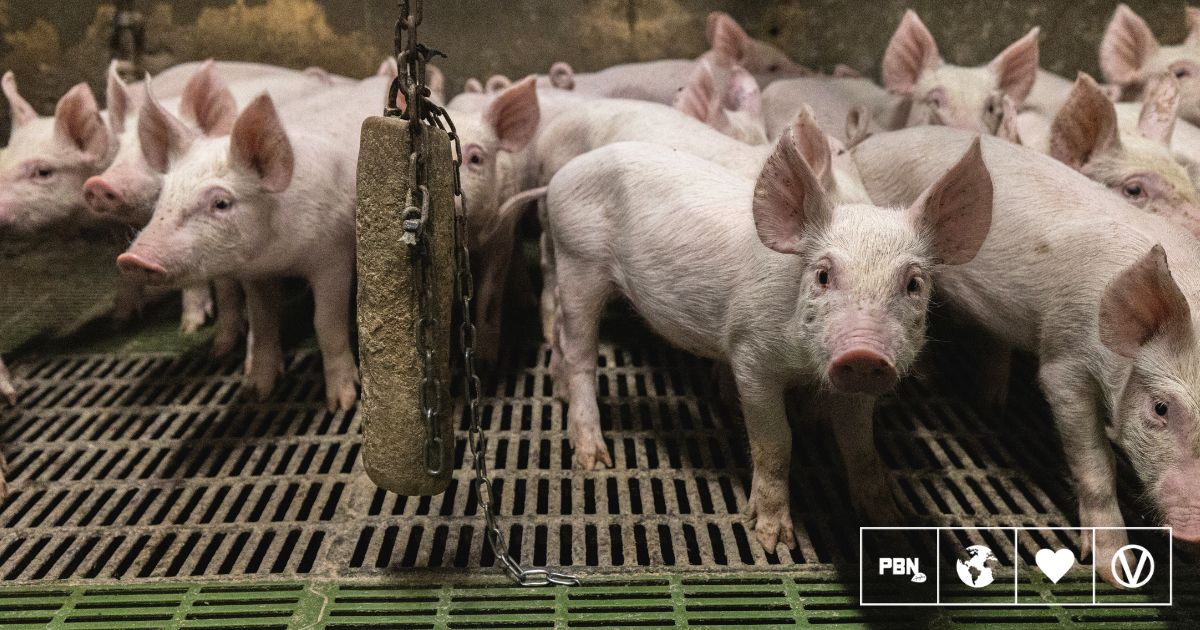 Council Urged To Reject 'Mega-Farms' That House Hundreds Of Thousands ...