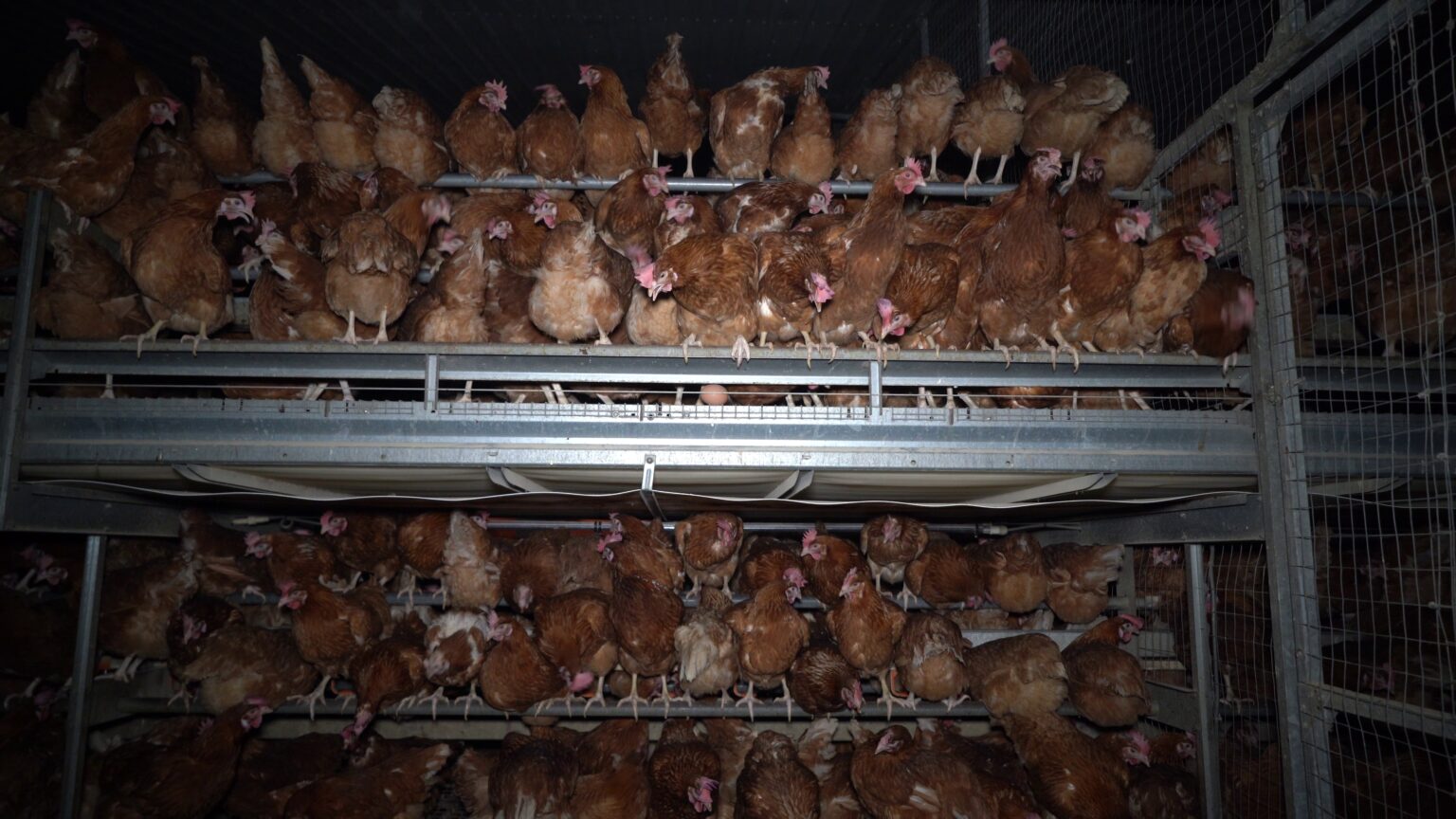 Think Free Range Eggs Are Ethical? Investigation Exposes Reality Of ...