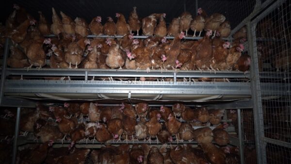 Think Free Range Eggs Are Ethical? Investigation Exposes Reality Of ...
