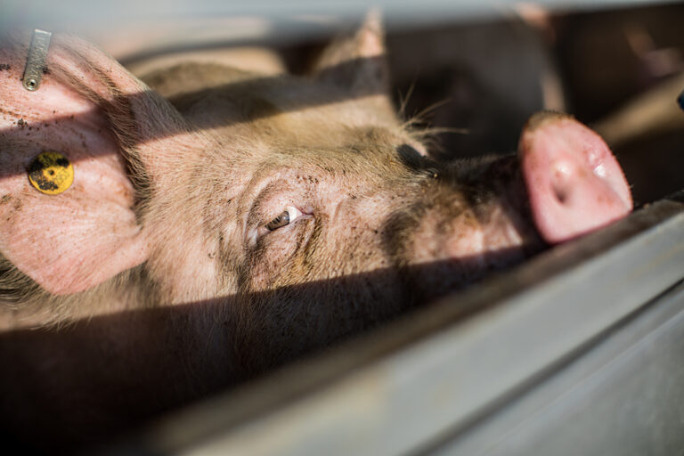 How Extreme Weather In The UK Is Hurting Farmed Animals