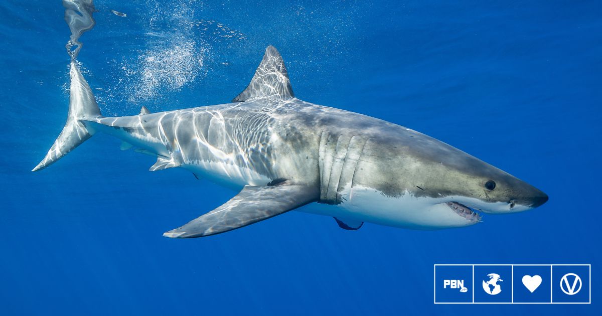 How Many Sharks Are Killed Per Year?