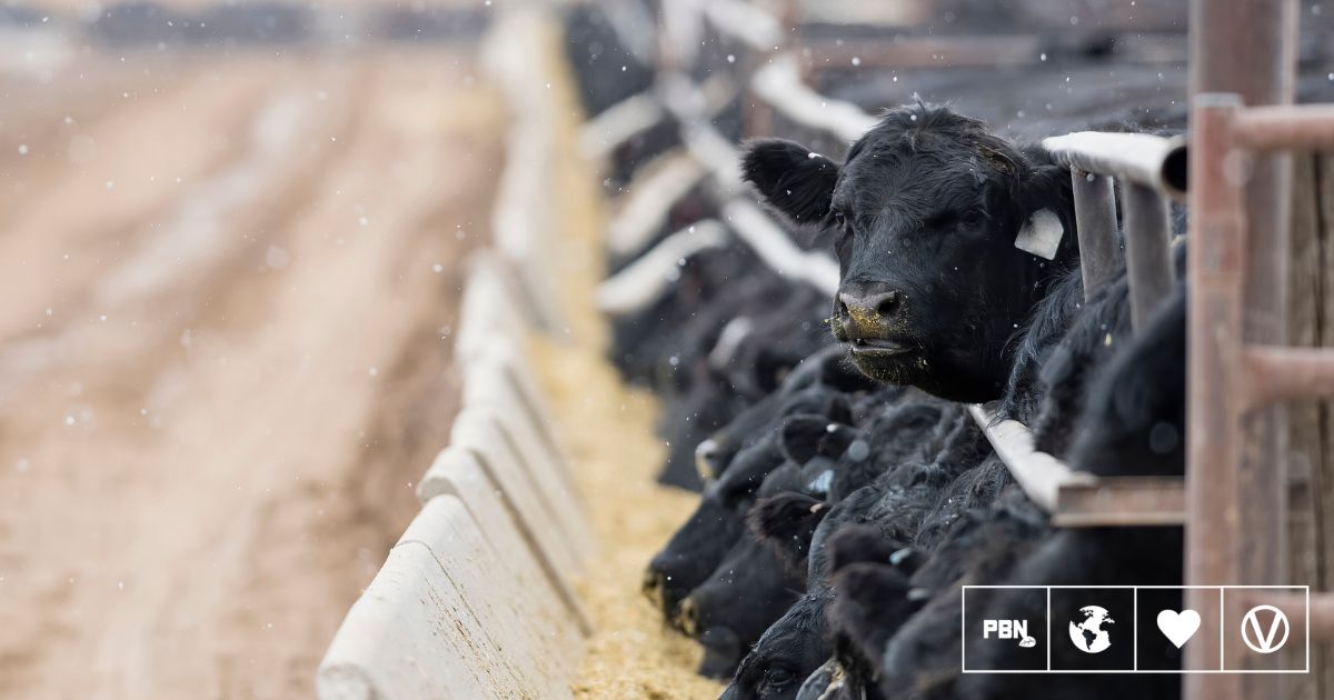 Bird Flu In Dairy Cows: How Worried Should We Be?