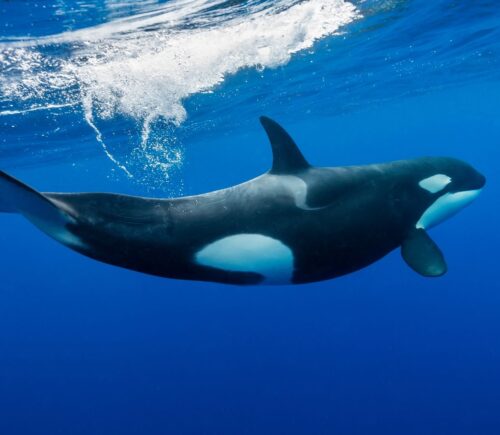 All Vegan & Plant-Based News, Opinion Pieces - Plant Based News