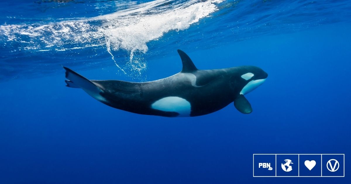 Man Fined After Trying To 'Body Slam' Orca