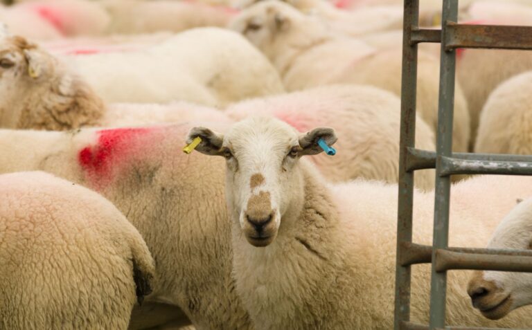 'Historic' UK Live Exports Ban Is Finally Becoming Law