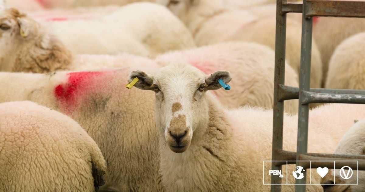 'Historic' UK Live Exports Ban Is Finally Becoming Law