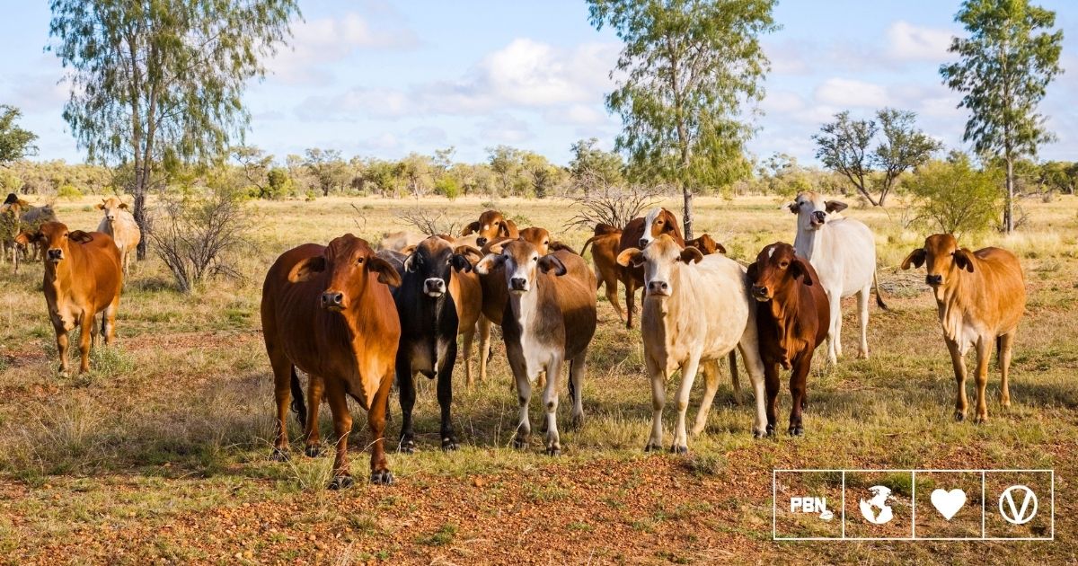 Cattle Australia Claims Clearing Forests Grown After 1990 Shouldn’t Be ...
