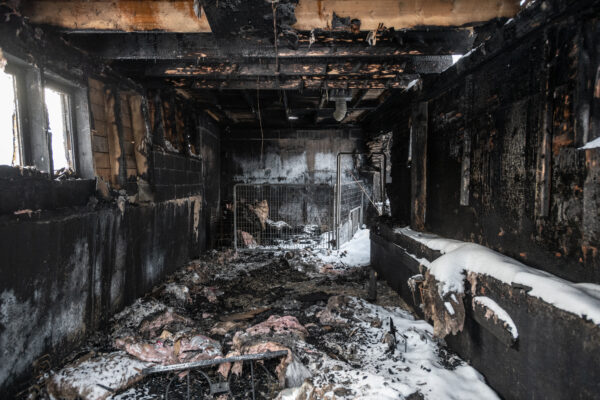 Animals Up In Flames: The Growing Threat Of Barn Fires