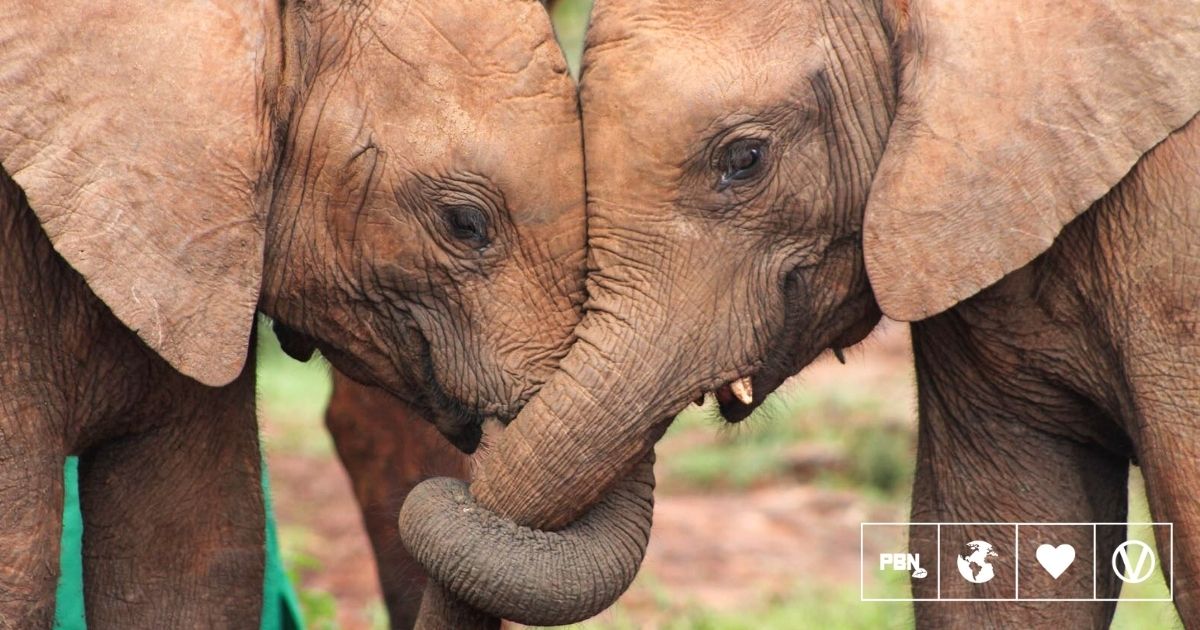 Elephants Call Each Other By Unique Names, Study Finds