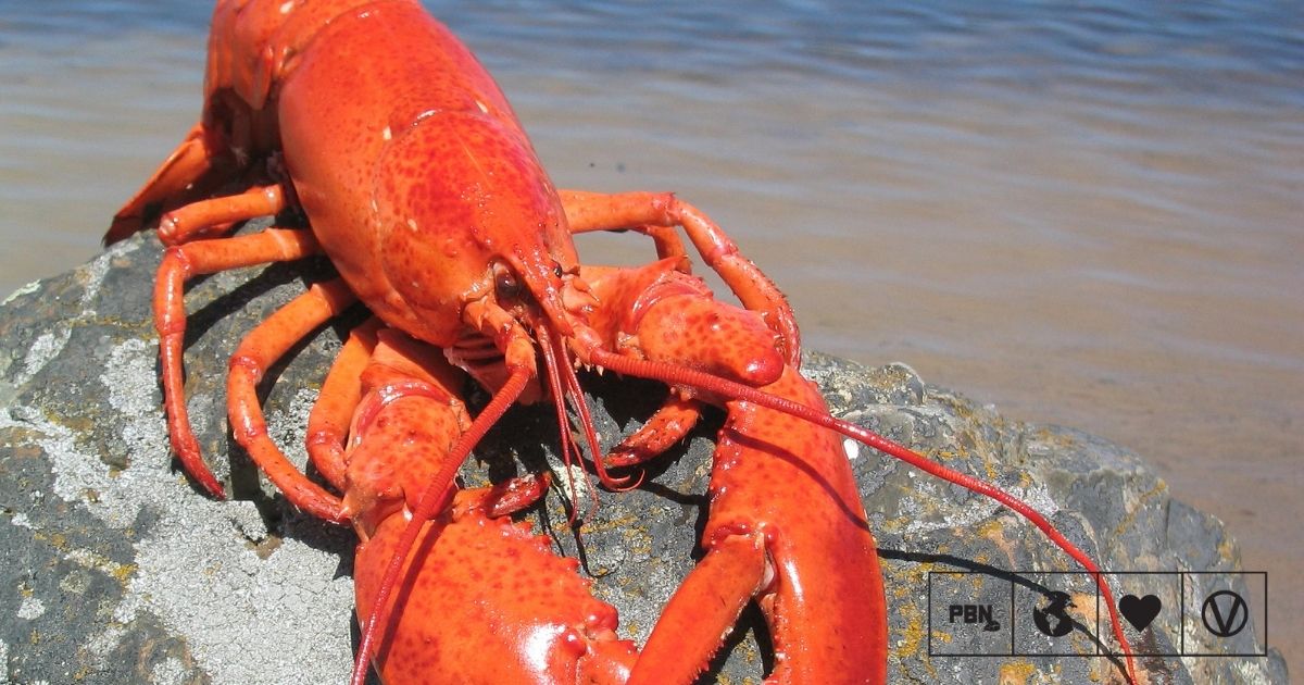 Government Facing Legal Action Over Lobsters - Here’s Why
