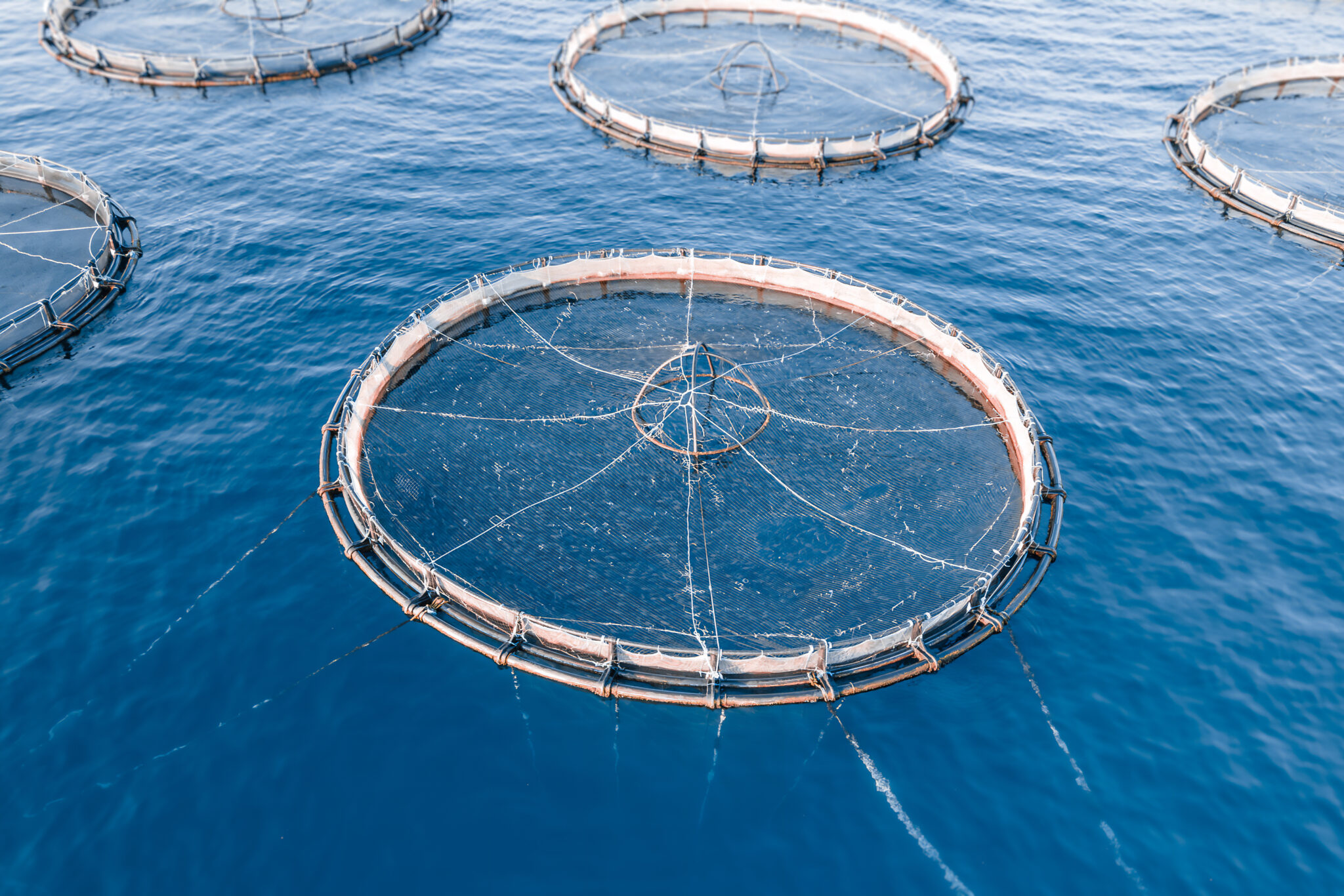 Canada Bans Open-Net Pen Salmon Farming