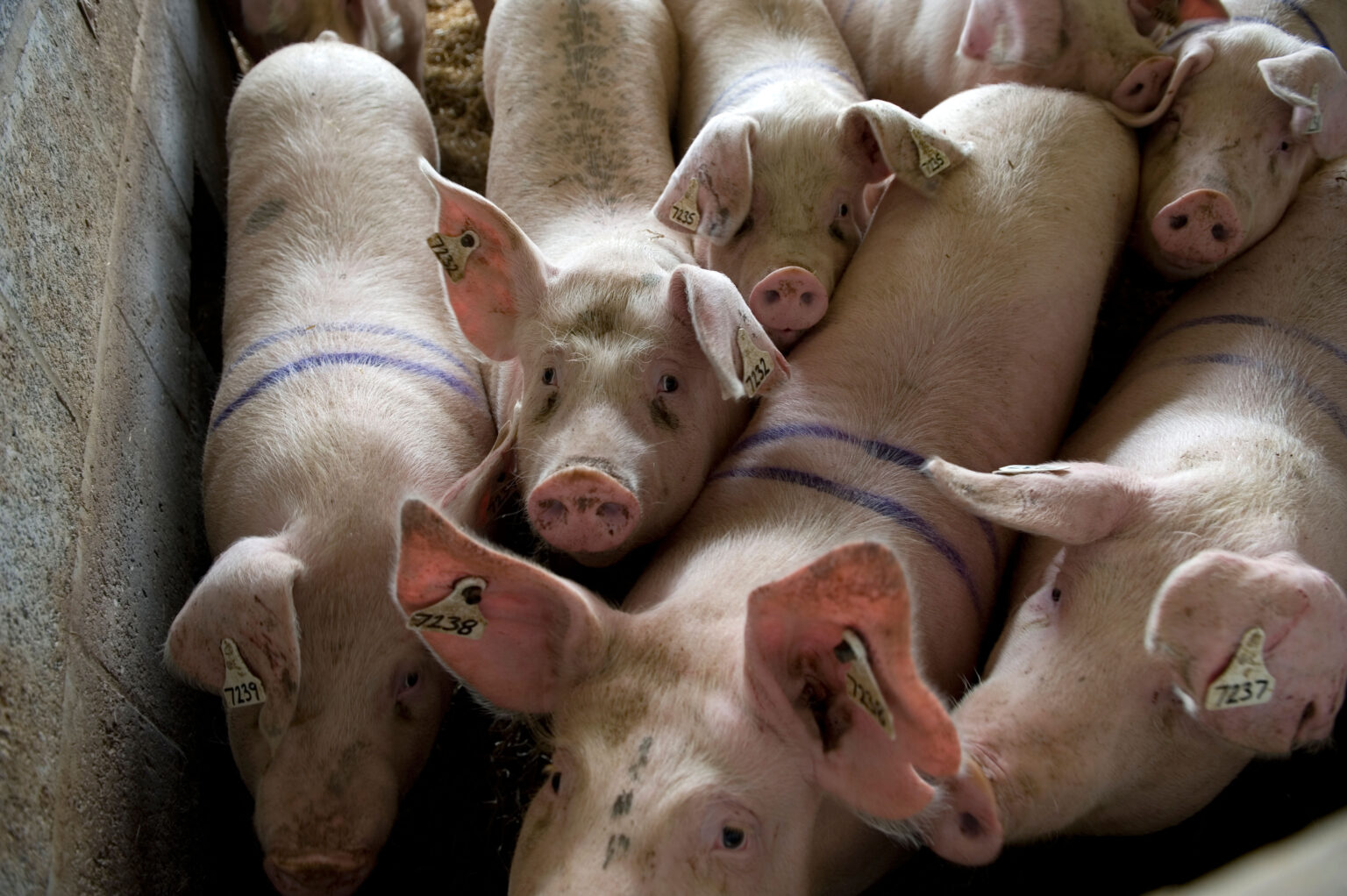 UK Meat Production Falls For The First Time In Years