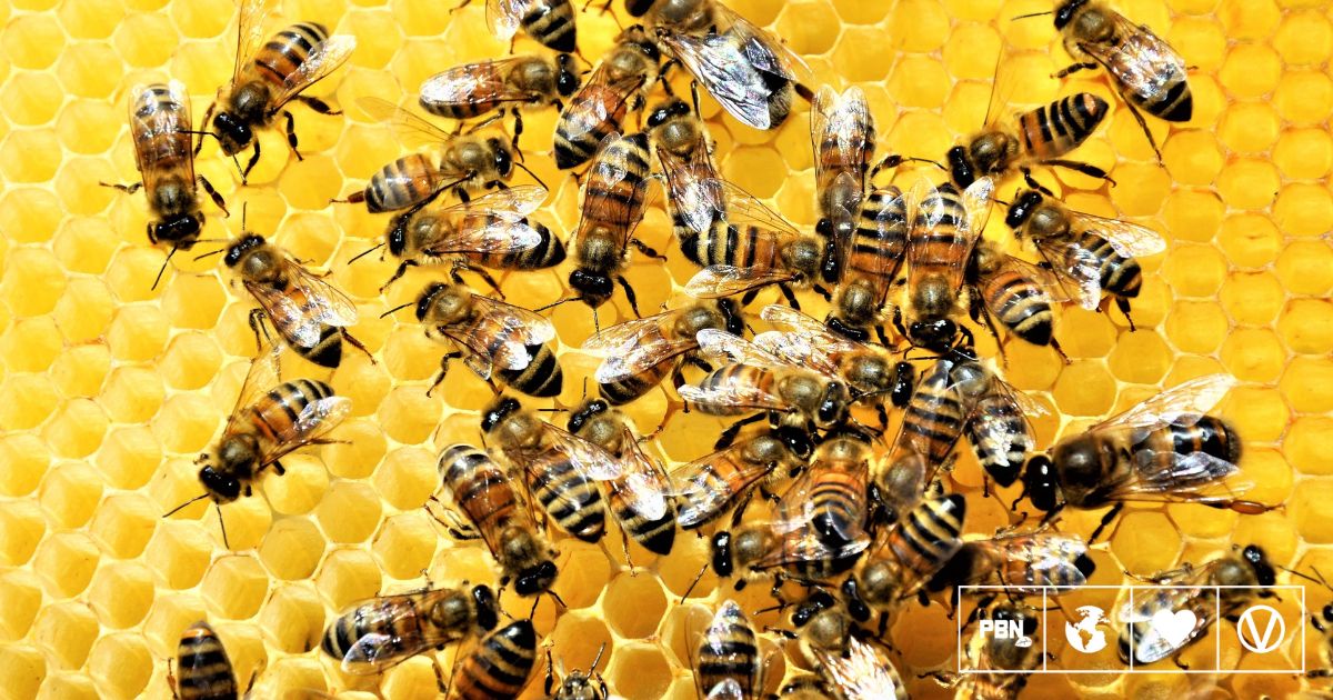 MeliBio Secures Patent For 'Bee Free' Honey In Germany