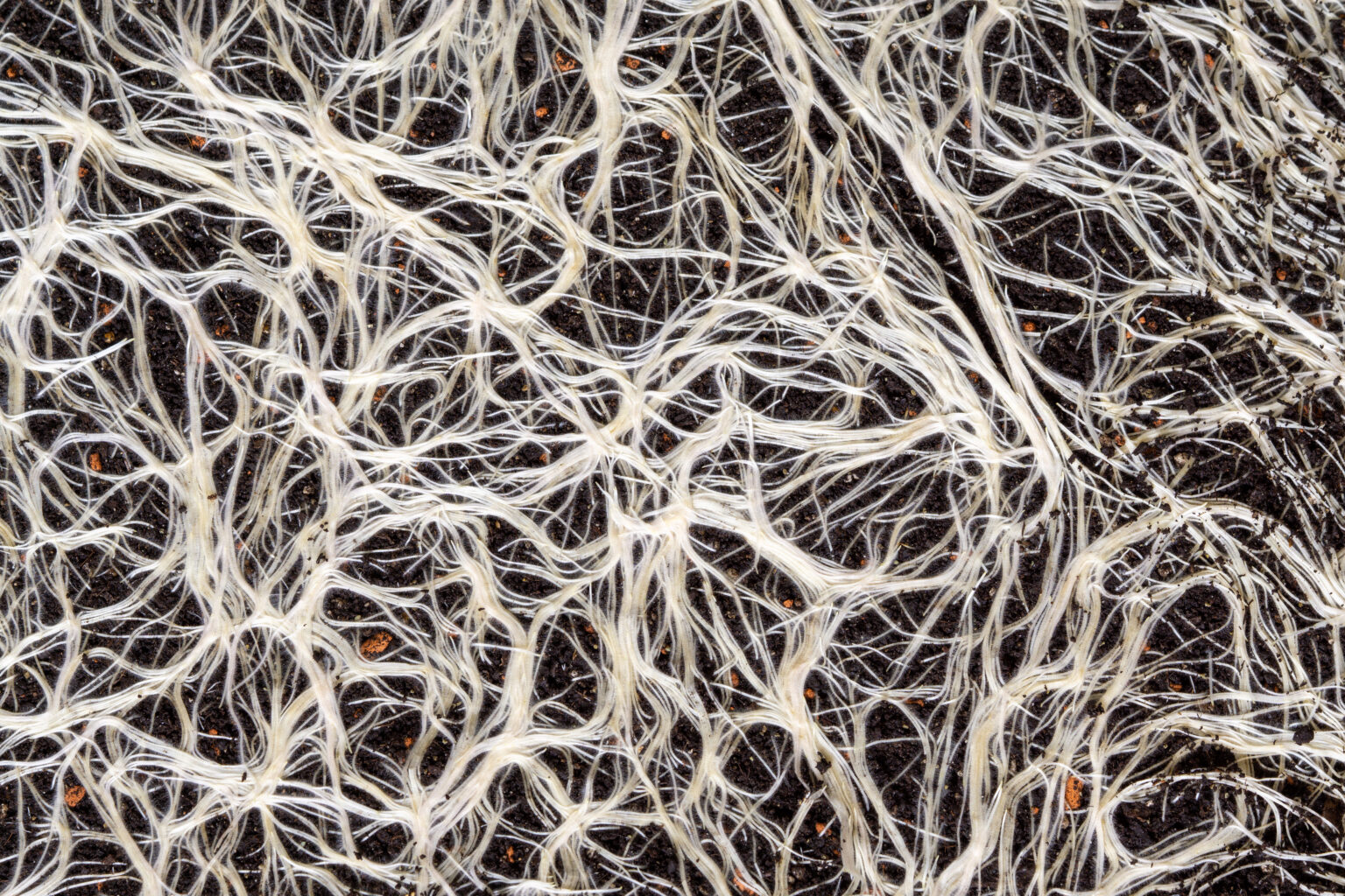 Beyond Meat To Launch 'Healthier' Whole Cut Mycelium-Based Steak