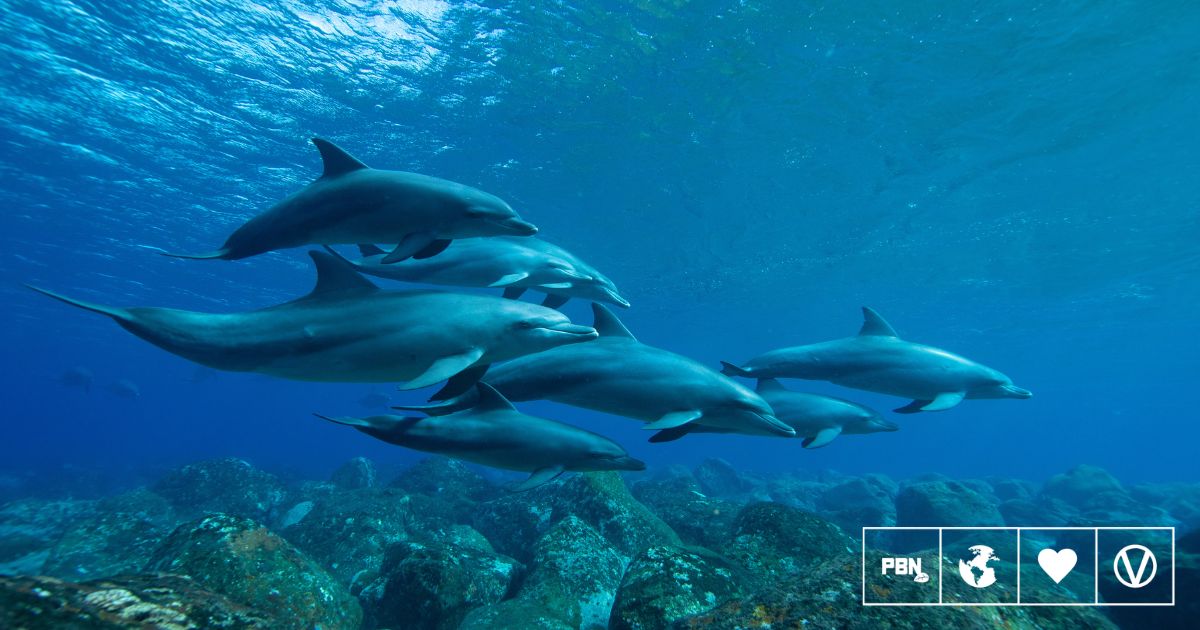 New Study Finds First Evidence Of Microplastics In Dolphins' Breath