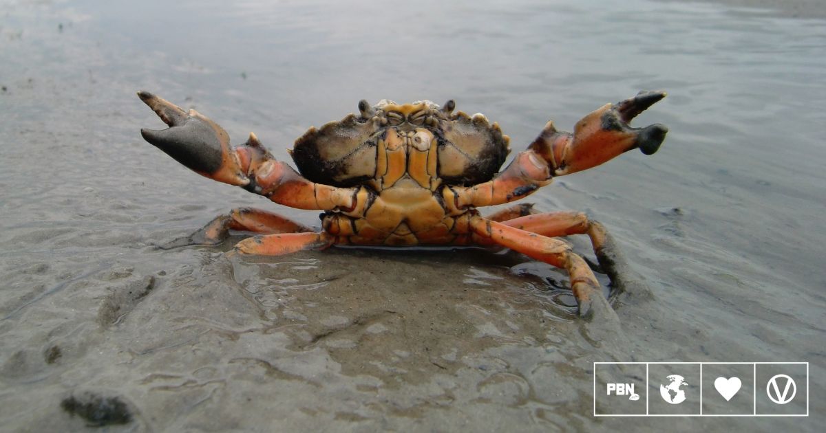 Crabs And Other Crustaceans Do Feel Pain, Scientists Say