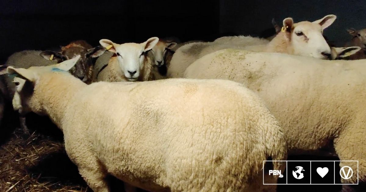 RSPCA Under Mounting Pressure To Drop Welfare Label Following New ...