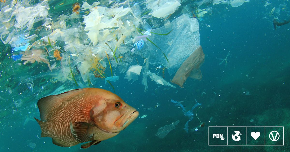 Presence Of Microplastics In Commonly Eaten Fish Described As 'Very ...