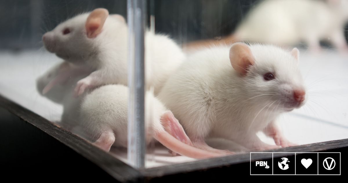 Mice Give 'First Aid' To Unresponsive Friends