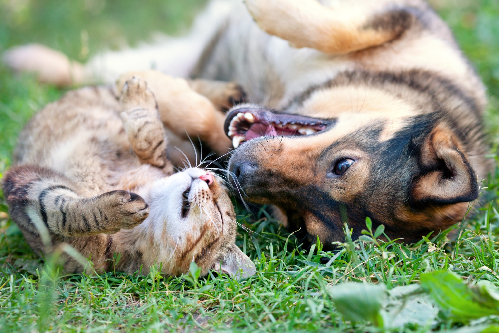 The Environmental Impact Of Dog And Cat Food: What You Need To Know