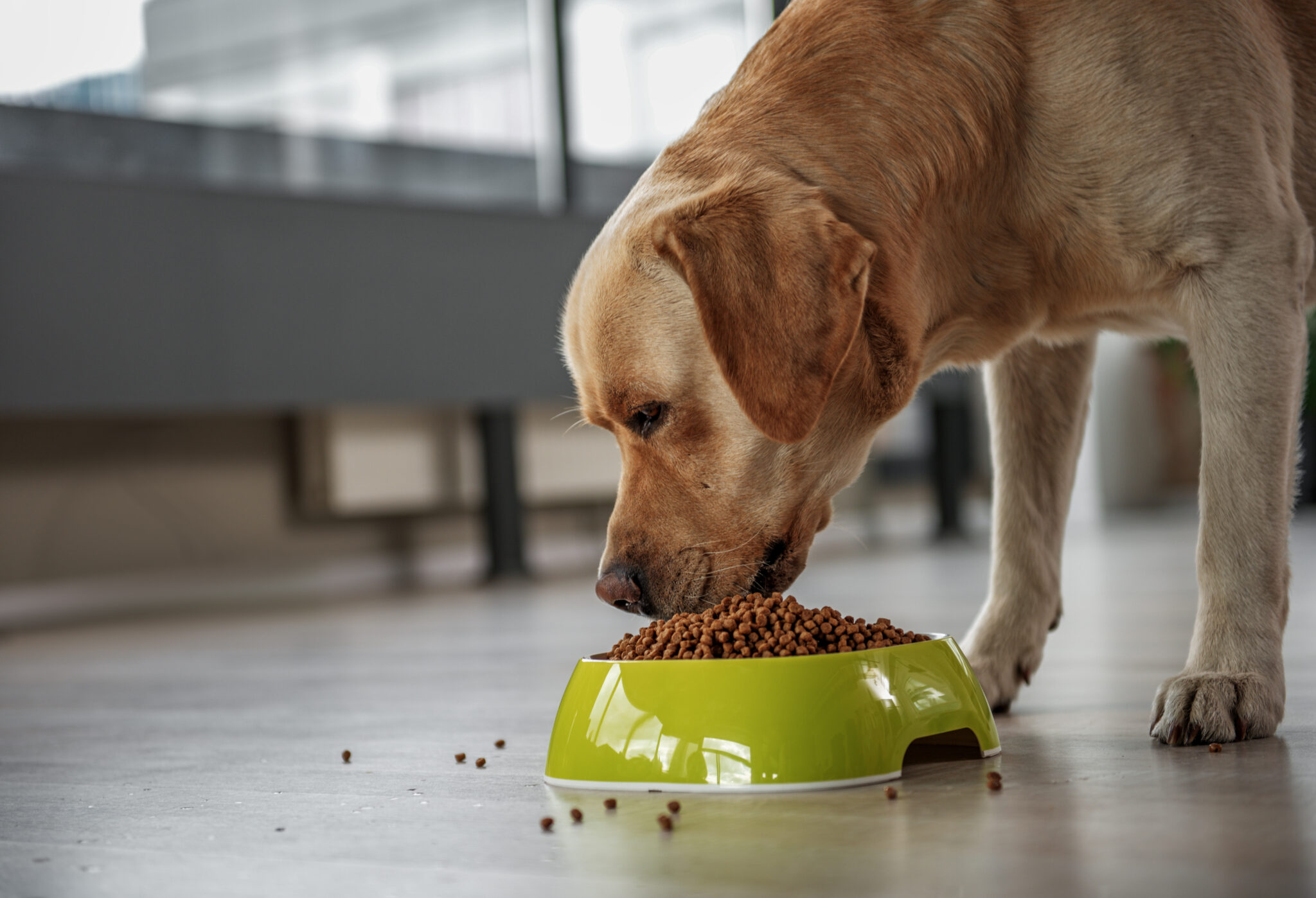 New Research Reveals The 'Extensive' Environmental Impact Of Pet Dogs