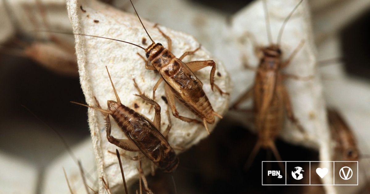 Plant-Based Foods 'More Viable' Option Than Insect-Based For Replacing Meat