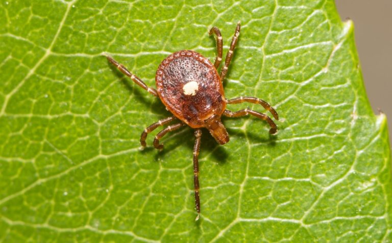 Aggressive Meat Allergy-Causing Ticks Are Spreading Due To The Climate ...