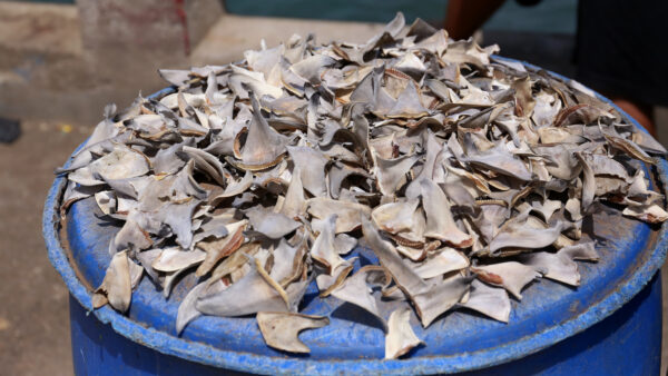 Researchers Find Meat From 'Critically Endangered' Sharks For Sale In ...