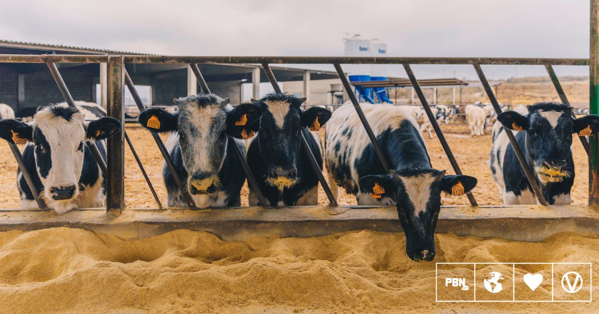 Animal Farming Is 'World's Biggest Cause Of Food Waste,' Says Report