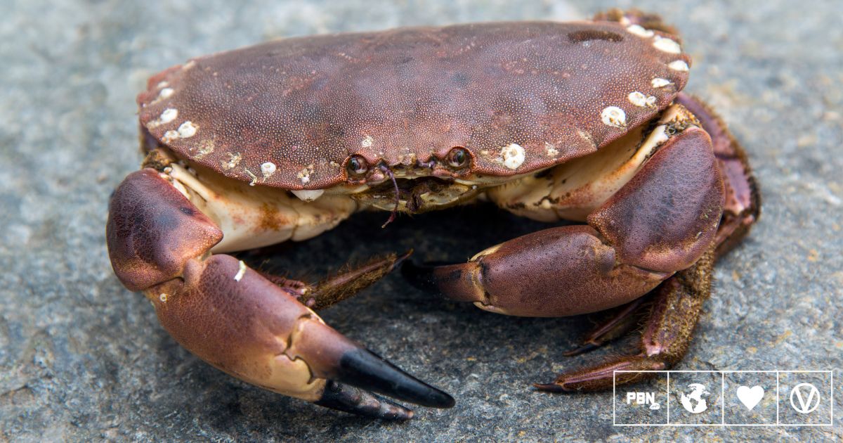 Will The UK Finally Ban Boiling Crabs Alive For Food? Here’s What You ...