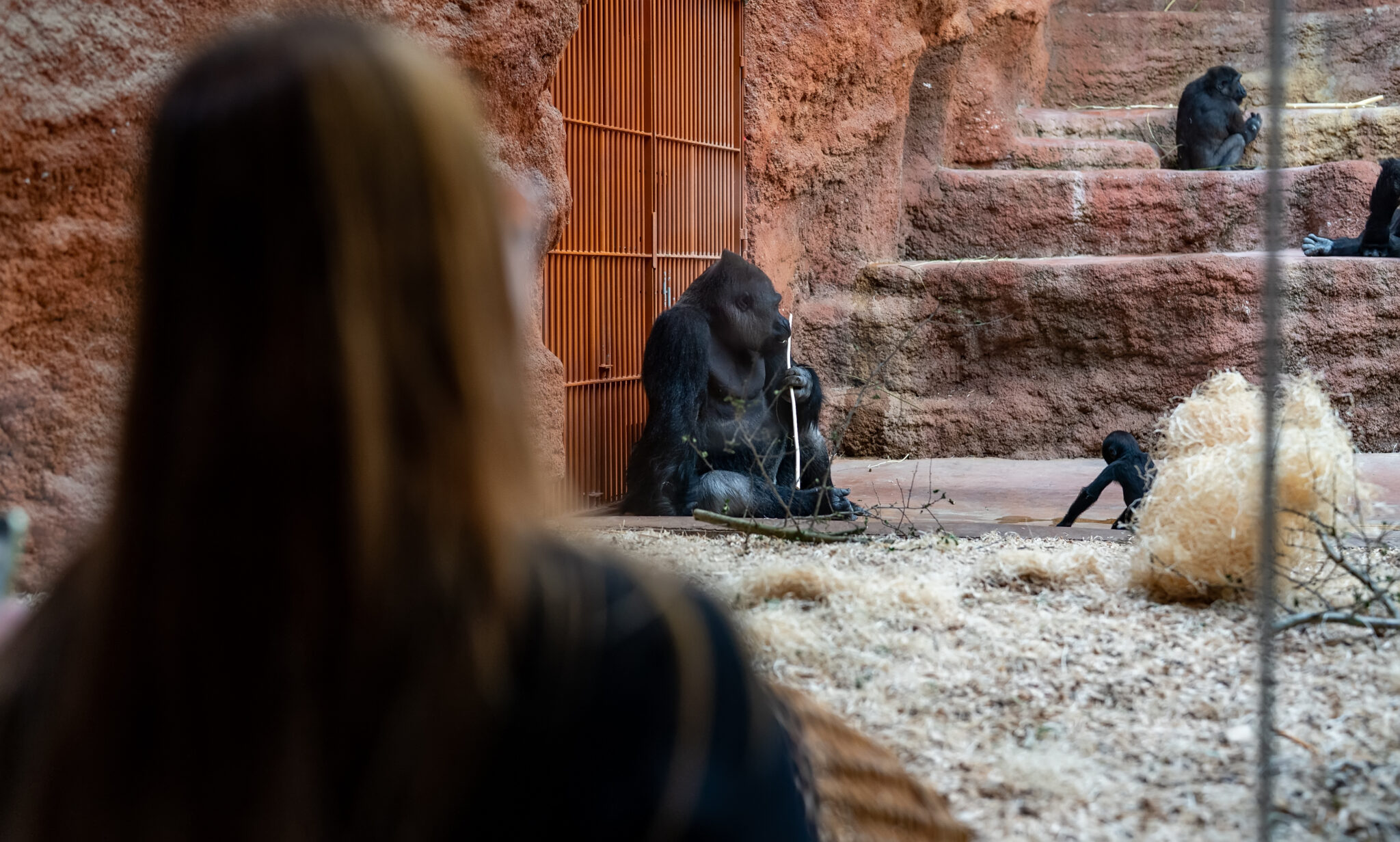 Surviving Bristol Zoo Gorillas Finally Move To New Home