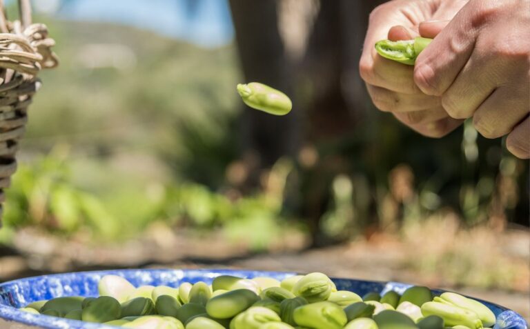 The Legume Renaissance: One Bean Per Day Could Save Europeans €42 Million