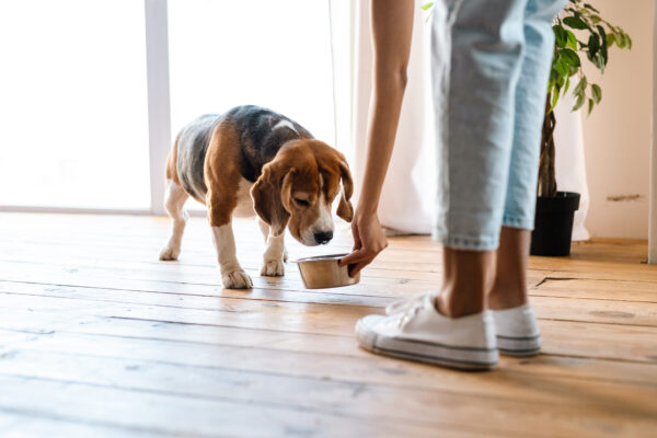 This Is Why Vegan Food Could Help Your Dog's Allergies